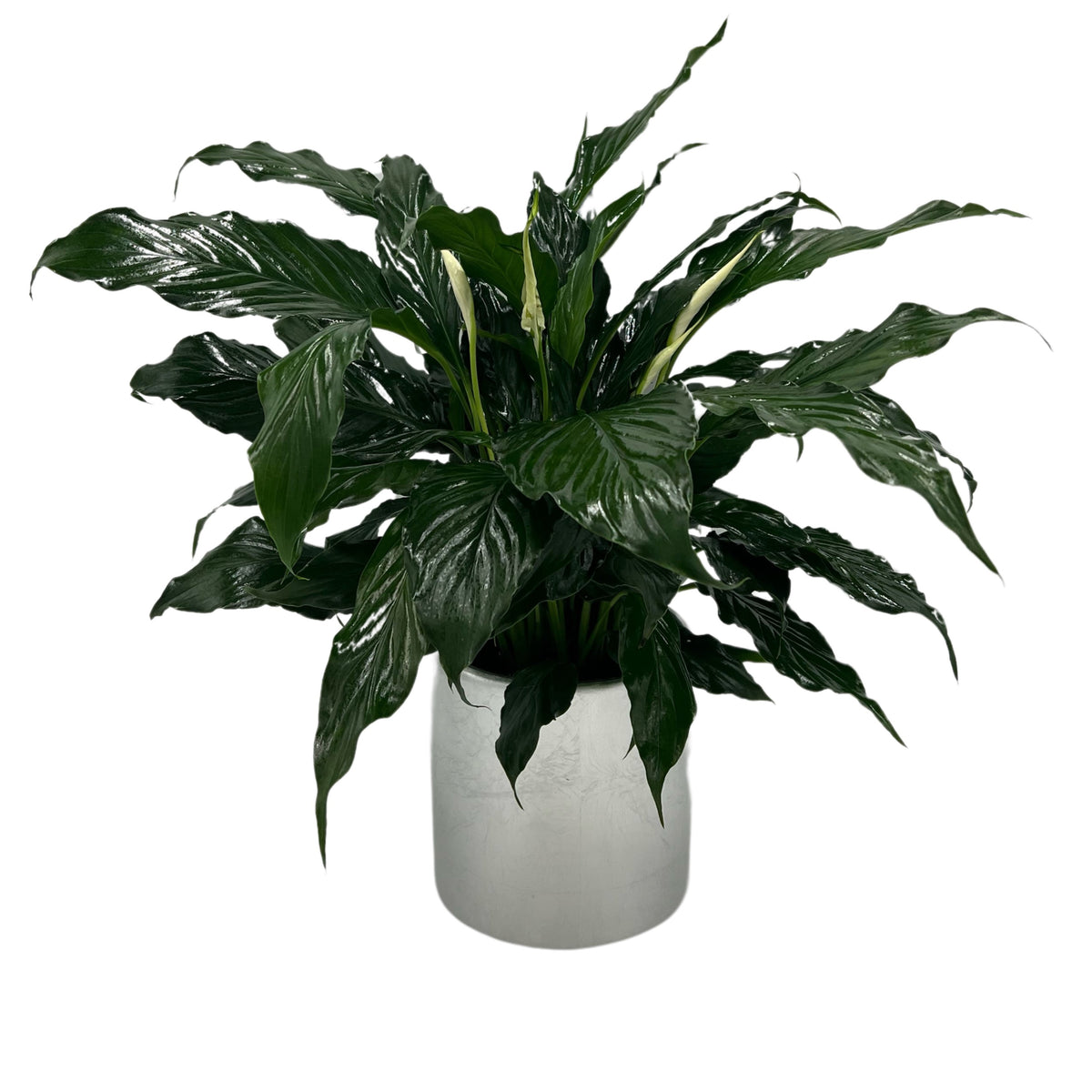 6" Potted Spathiphyllum~ Choose your container!